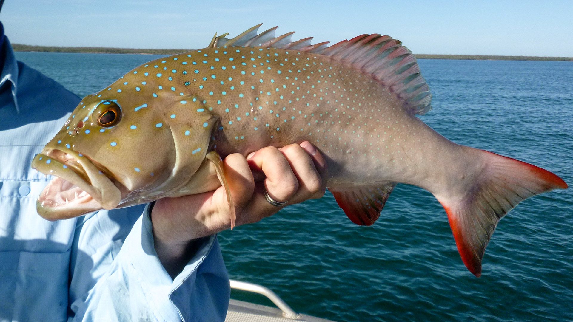 The Fish — Dhipirri Barra & Sportfishing Lodge Arnhemland