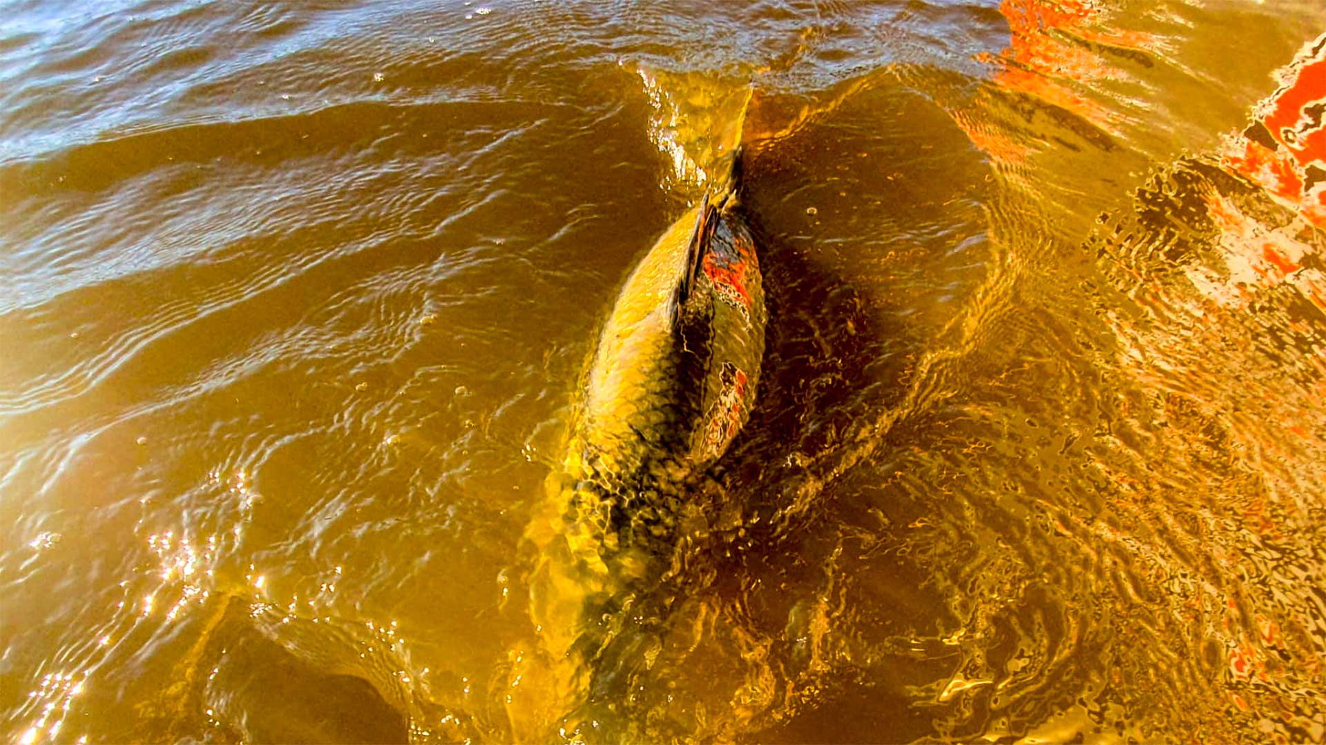 Magnificent Big Barra
